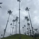 Cocora Valley Loop, Quindío, Colombia - 201 Reviews, Map | AllTrails