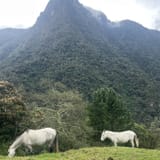 Cocora Valley Loop, Quindío, Colombia - 201 Reviews, Map | AllTrails