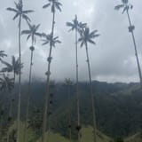 Cocora Valley Loop, Quindío, Colombia - 201 Reviews, Map | AllTrails