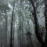 Forest Park Ridge Trail, Oregon - 1,112 Reviews, Map | AllTrails