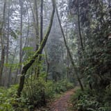 Forest Park Ridge Trail, Oregon - 1,112 Reviews, Map | AllTrails