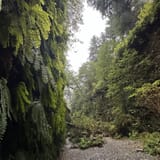 Fern Canyon Loop, California - 3,159 Reviews, Map | AllTrails