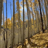 Inner Basin Trail, Arizona - 881 Reviews, Map | AllTrails