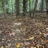 Mazeppa Park Trail, North Carolina - 465 Reviews, Map | AllTrails