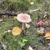 Quaking Bog Loop, Minnesota - 465 Reviews, Map | AllTrails