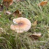 Quaking Bog Loop, Minnesota - 465 Reviews, Map | AllTrails