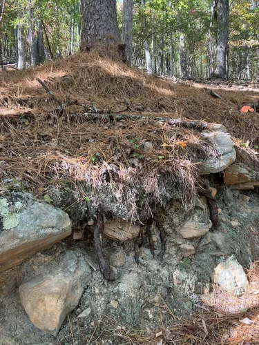 Best Hikes and Trails in Mountain Longleaf National Wildlife Refuge ...