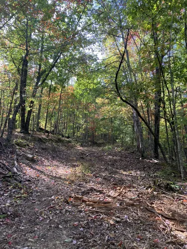 Best Hikes and Trails in Mountain Longleaf National Wildlife Refuge ...