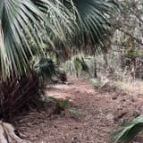 Cannon’s Point Preserve, Georgia - 146 Reviews, Map | AllTrails