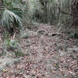 Cannon’s Point Preserve, Georgia - 146 Reviews, Map | AllTrails