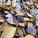 Prettyboy Reservoir Dam, Maryland - 705 Reviews, Map | AllTrails