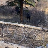 Burro Trail, Colorado - 1,075 Reviews, Map | AllTrails