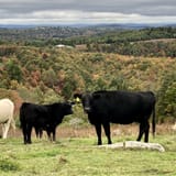 Black Ridge Trail, Virginia - 591 Reviews, Map | AllTrails