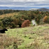 Black Ridge Trail, Virginia - 591 Reviews, Map | AllTrails