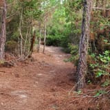 Lost Pines Trail, Texas - 651 Reviews, Map | AllTrails