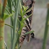 Lost Pines Trail, Texas - 651 Reviews, Map | AllTrails