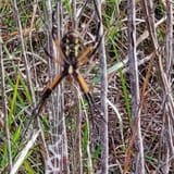 Lost Pines Trail, Texas - 651 Reviews, Map | AllTrails