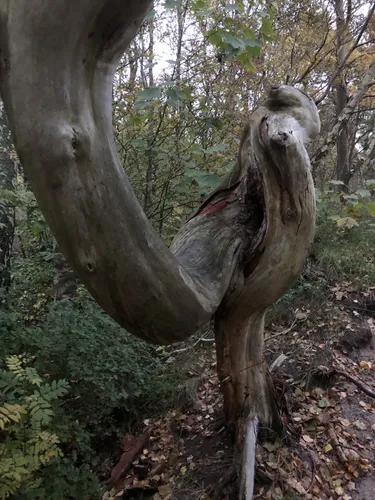 Best Hikes and Trails in Norra Sandskogen naturreservat | AllTrails