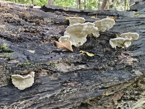 Best Hikes and Trails in Ward Acres Park | AllTrails