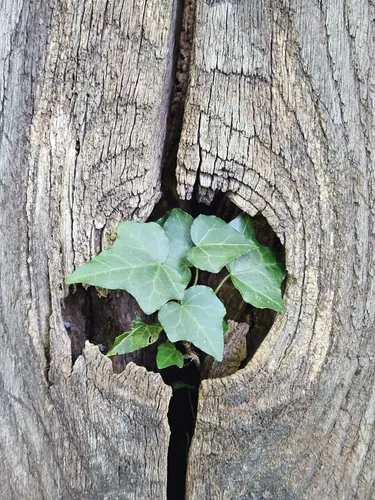 Best Hikes and Trails in Ward Acres Park | AllTrails