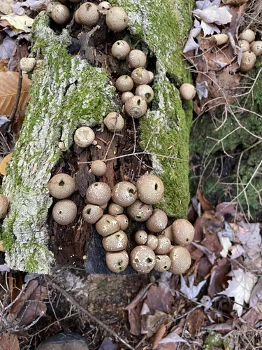 Best Hikes and Trails in Goose Pond Reservation | AllTrails