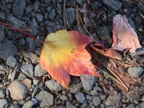 Best Hikes and Trails in Sweet Arrow Lake County Park | AllTrails