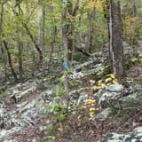 Cheaha Wilderness 30 Mile Loop, Alabama - 75 Reviews, Map | AllTrails