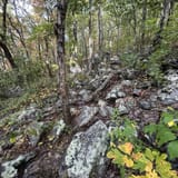 Cheaha Wilderness 30 Mile Loop, Alabama - 75 Reviews, Map | AllTrails