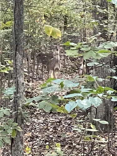 Best Hikes and Trails in Craighead Forest Park | AllTrails