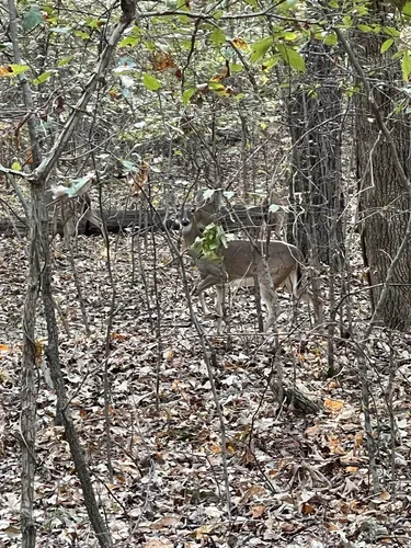Best Hikes and Trails in Craighead Forest Park | AllTrails