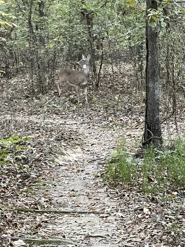 Best Hikes and Trails in Craighead Forest Park | AllTrails