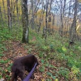 Licklog Gap Overlook, North Carolina - 171 Reviews, Map | AllTrails