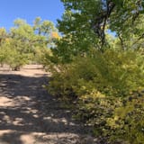 Paseo del Bosque Trail, New Mexico - 423 Reviews, Map | AllTrails