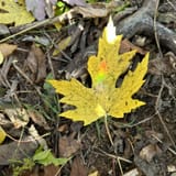 Sugar River State Trail, Wisconsin - 218 Reviews, Map | AllTrails