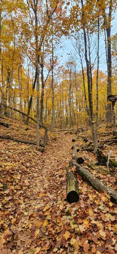 Best Forest Trails in Cross Village | AllTrails
