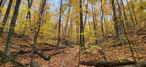 10 Best Hikes and Trails in Mackinaw State Forest | AllTrails