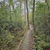 Wild Azalea Trail, Louisiana - 290 Reviews, Map | AllTrails