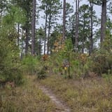 Wild Azalea Trail, Louisiana - 290 Reviews, Map | AllTrails