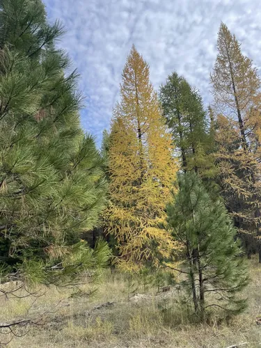 Best Hikes and Trails in Metolius Preserve | AllTrails