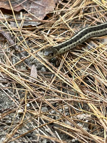 Best Hikes and Trails in Townsend State Forest | AllTrails