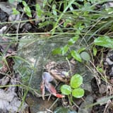 Lind Point Trail to Honeymoon Beach, Saint John, US Virgin Islands ...