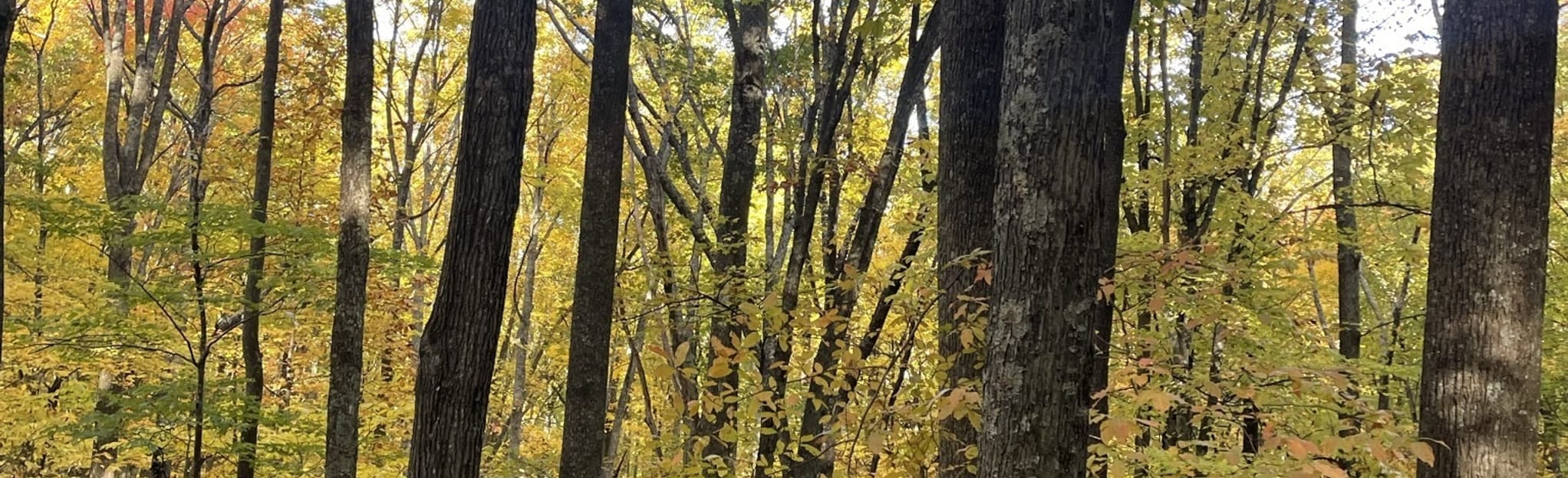 Rube Rock, Appalachian Trail, and Groundhog Creek Loop, North Carolina ...
