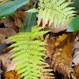 Ferncliff Trail, Pennsylvania - 1,279 Reviews, Map | AllTrails