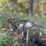 Grass Valley Wolf Creek Trail, California - 217 Reviews, Map | AllTrails
