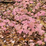Rock Dunder, Ontario, Canada - 1,137 Reviews, Map | AllTrails