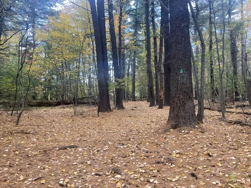 Best Hikes and Trails in Blauvelt State Park | AllTrails