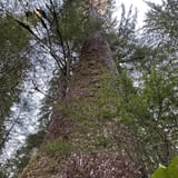 Ward Lake Trail, Alaska - 137 Reviews, Map | AllTrails