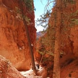 Navajo Loop Trail, Utah - 3,648 Reviews, Map | AllTrails