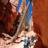 Navajo Loop Trail, Utah - 3,648 Reviews, Map | AllTrails