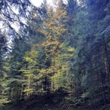 Eibsee Loop, Bavaria, Germany - 899 Reviews, Map | AllTrails